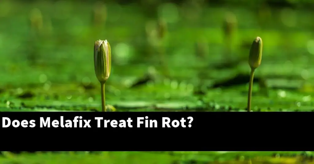 Does Melafix Treat Fin Rot? [2025 Guide] - Gold Koi Fish