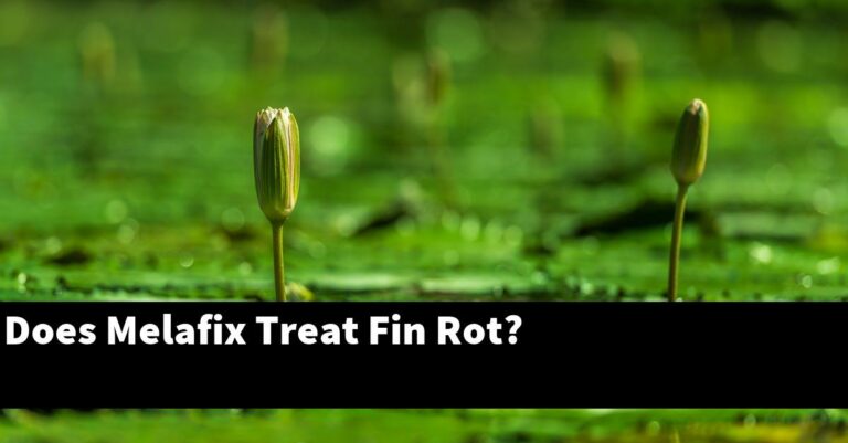 Does Melafix Treat Fin Rot? [2025 Guide] - Gold Koi Fish