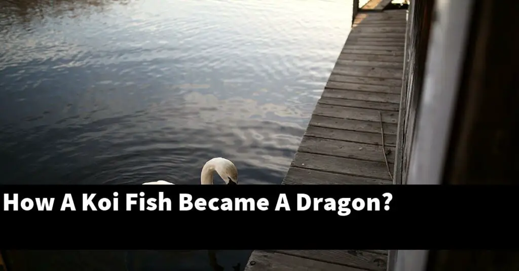 How A Koi Fish Became A Dragon? [2025 Guide] - Gold Koi Fish
