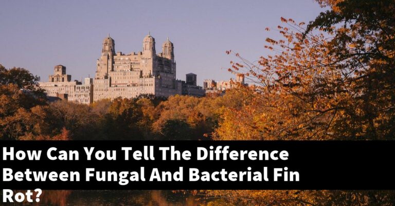 How Can You Tell The Difference Between Fungal And Bacterial Fin Rot ...