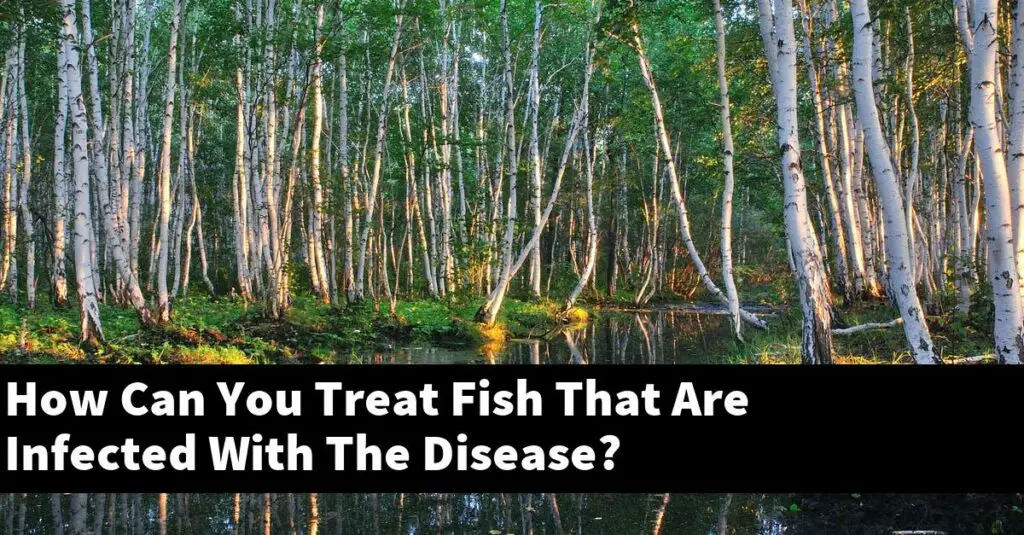 How Can You Treat Fish That Are Infected With The Disease? [2022 Guide ...