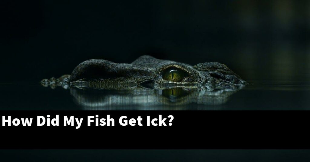 How Did My Fish Get Ick? [2025 Guide] - Gold Koi Fish