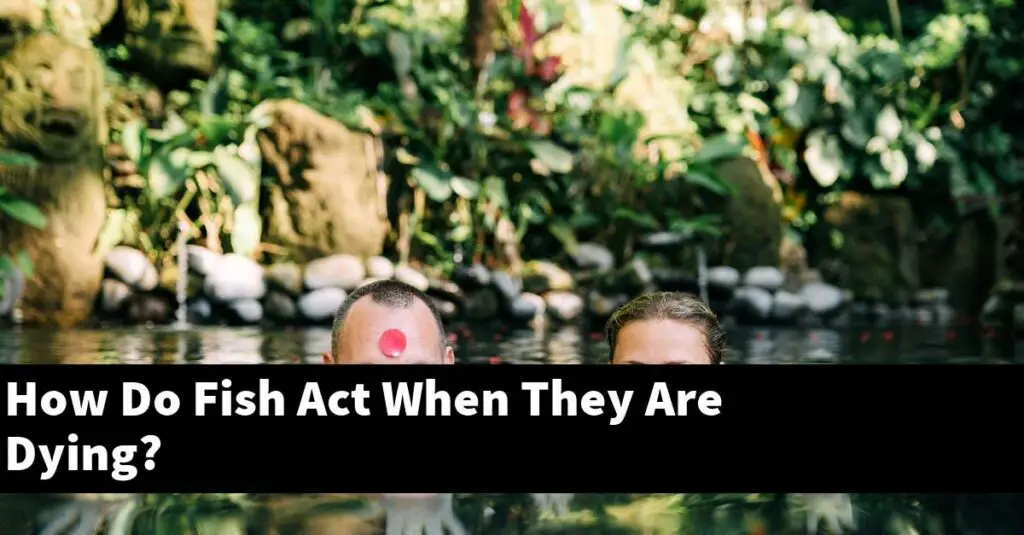 How Do Fish Act When They Are Dying? [2025 Guide] - Gold Koi Fish