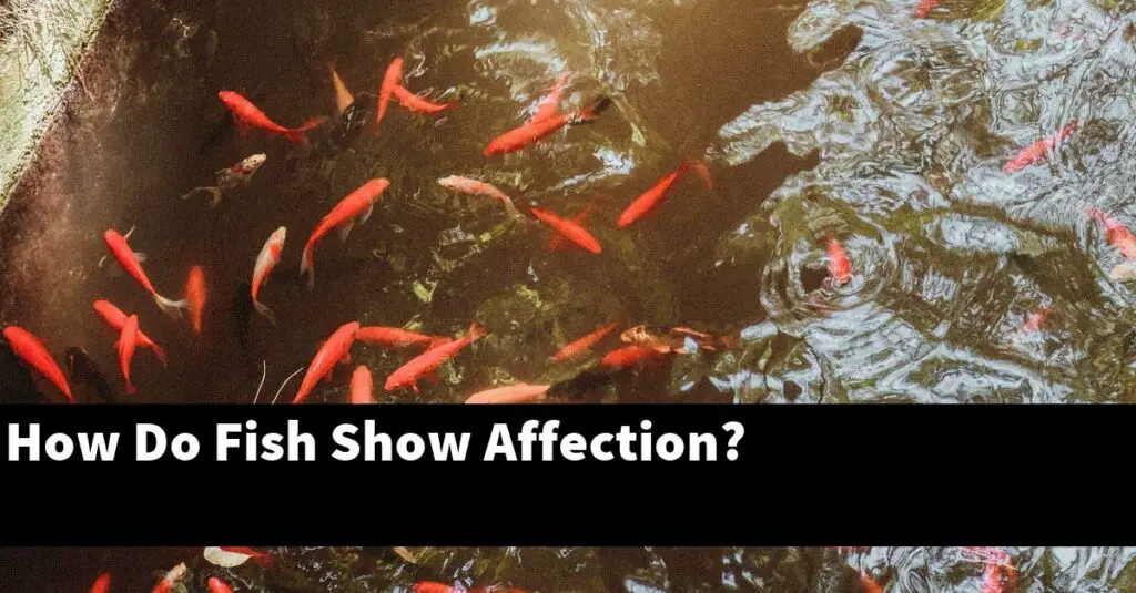 How Do Fish Show Affection? [2025 Guide] - Gold Koi Fish
