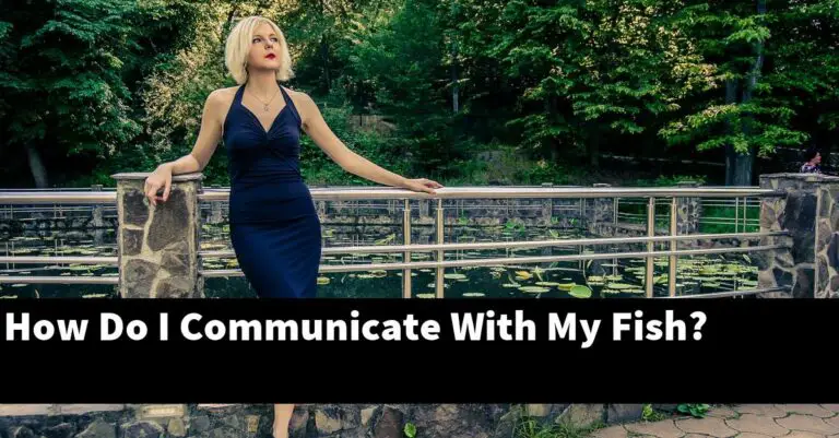 How Do I Communicate With My Fish? [2025 Guide] - Gold Koi Fish
