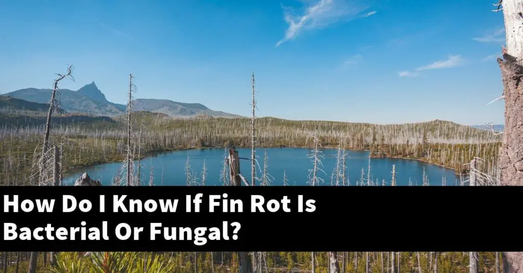 How Do I Know If Fin Rot Is Bacterial Or Fungal? [2022 Guide] - Gold ...