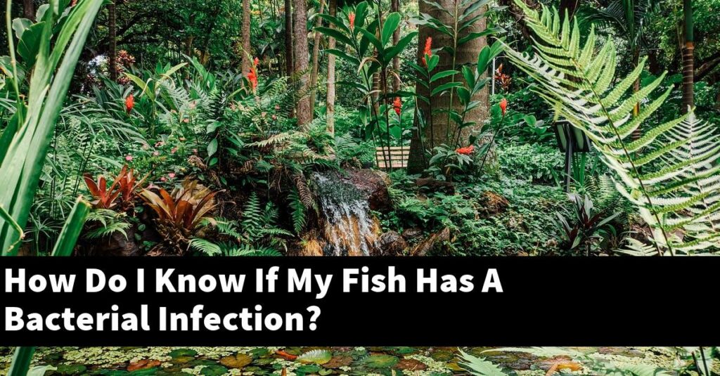 How Do I Know If My Fish Has A Bacterial Infection? [2026 Guide] - Gold ...