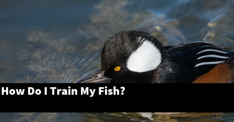 How Do I Train My Fish? [2025 Guide] - Gold Koi Fish