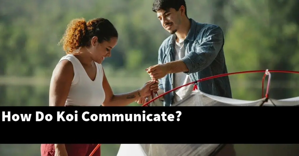 How Do Koi Communicate? [2025 Guide] - Gold Koi Fish