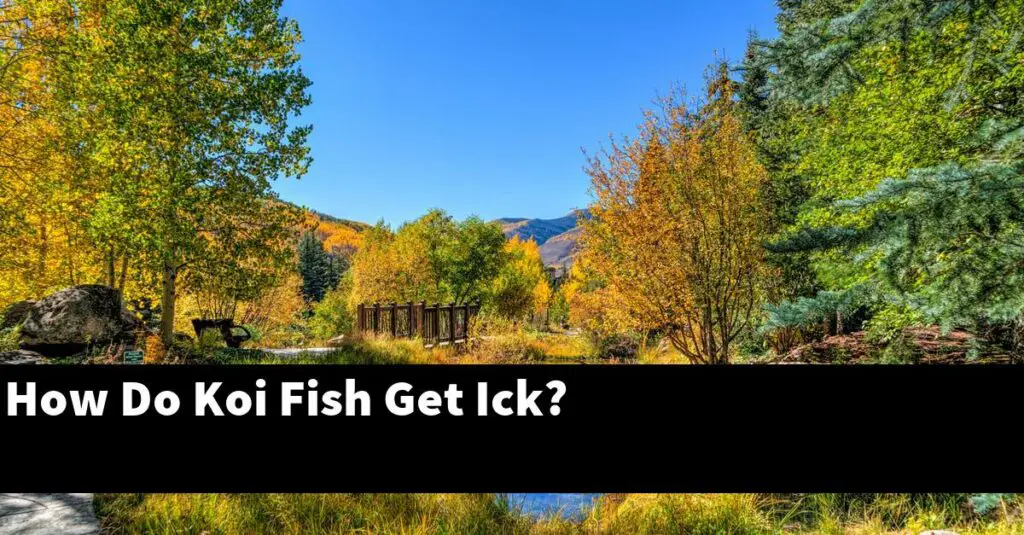 How Do Koi Fish Get Ick? [2025 Guide] - Gold Koi Fish