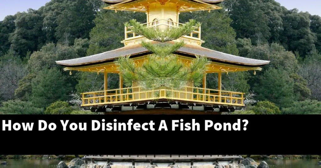 How Do You Disinfect A Fish Pond? [2025 Guide] - Gold Koi Fish