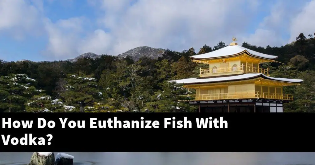 How Do You Euthanize Fish With Vodka? [2025 Guide] - Gold Koi Fish