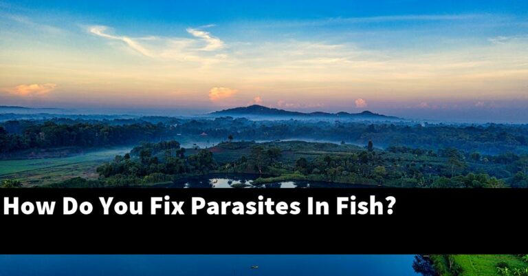How Do You Fix Parasites In Fish? [2025 Guide] - Gold Koi Fish
