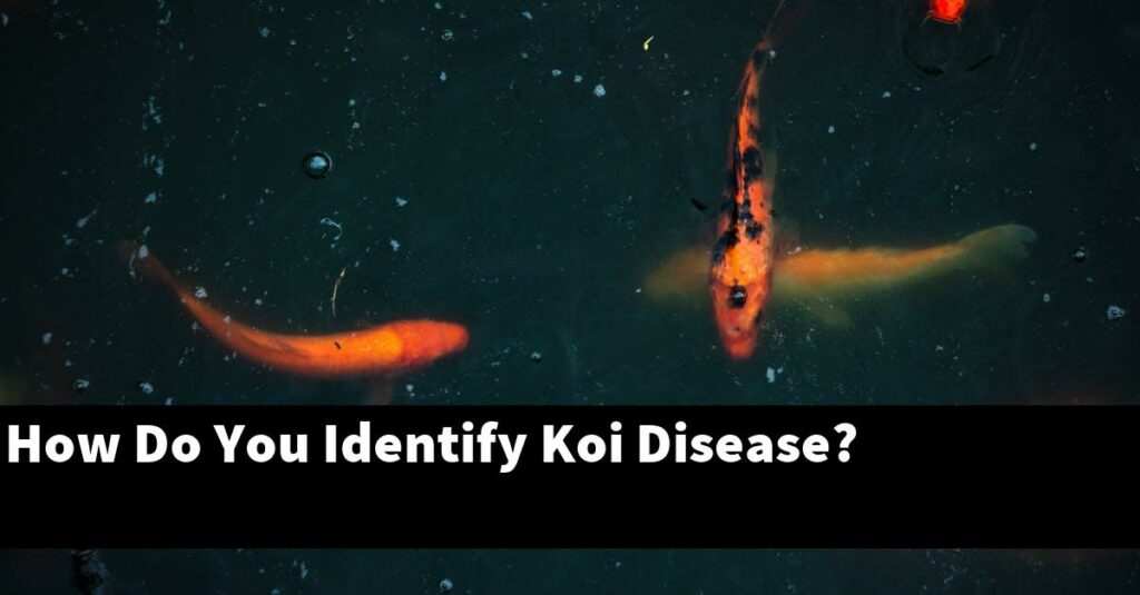 How Do You Identify Koi Disease? [2025 Guide] - Gold Koi Fish