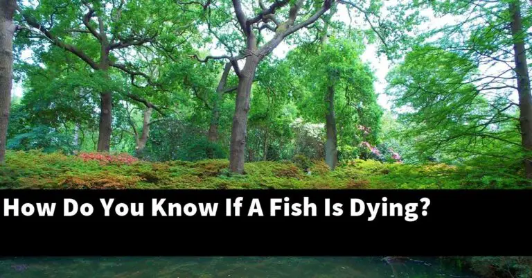 How Do You Know If A Fish Is Dying? [2025 Guide] - Gold Koi Fish