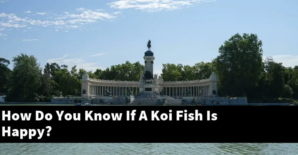 How Do You Know If A Koi Fish Is Happy? [2025 Guide] - Gold Koi Fish
