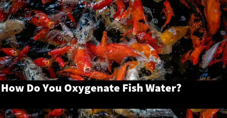 How Do You Oxygenate Fish Water? [2025 Guide] - Gold Koi Fish