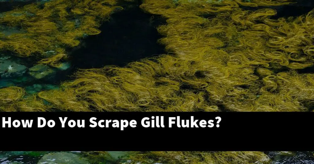 How Do You Scrape Gill Flukes? [2025 Guide] - Gold Koi Fish