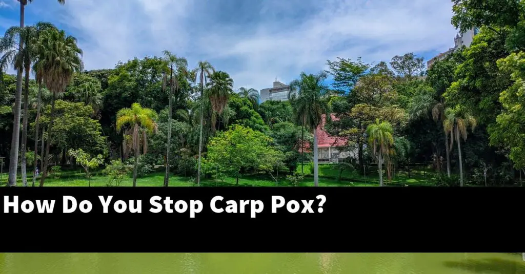 How Do You Stop Carp Pox? [2025 Guide] - Gold Koi Fish