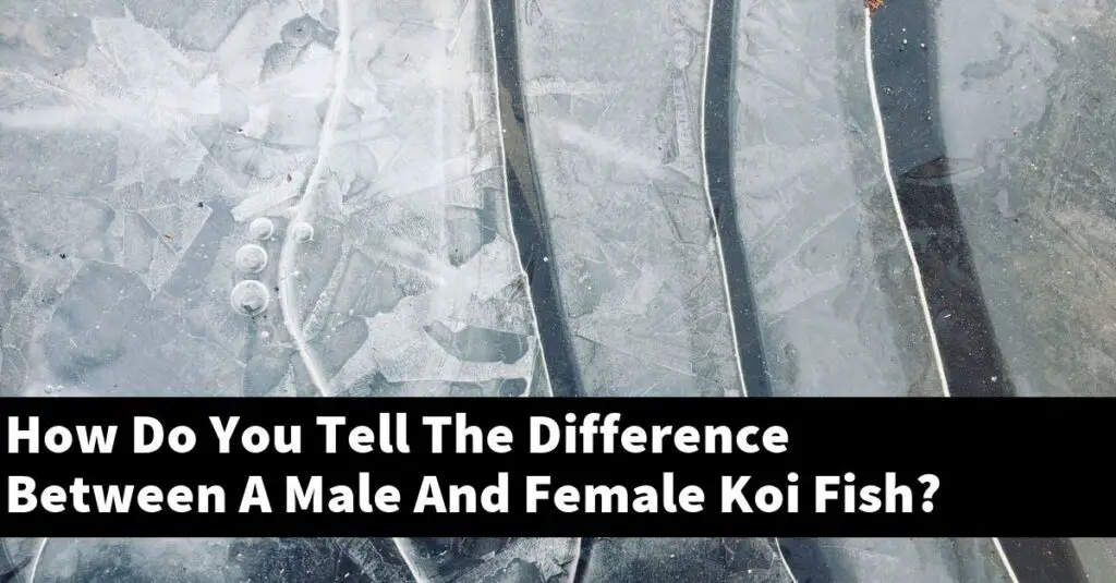 How Do You Tell The Difference Between A Male And Female Koi Fish ...