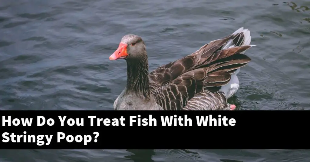 How Do You Treat Fish With White Stringy Poop? [2025 Guide] - Gold Koi Fish
