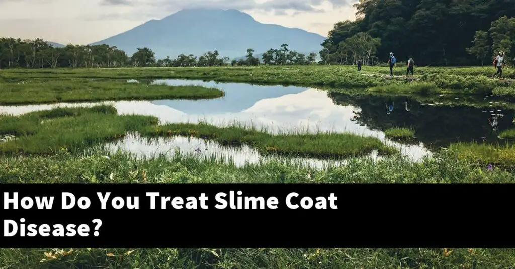 How Do You Treat Slime Coat Disease? [2025 Guide] - Gold Koi Fish