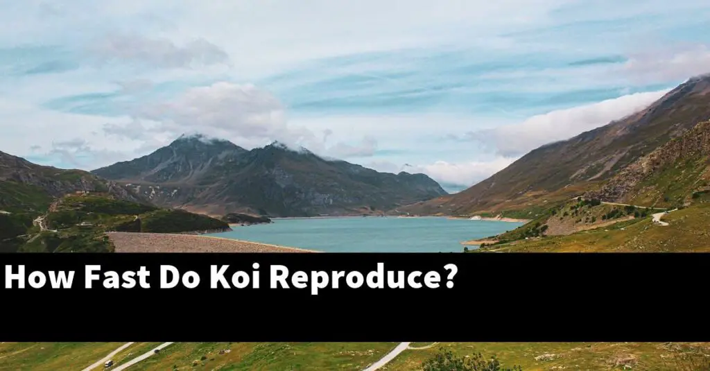How Fast Do Koi Reproduce? [2025 Guide] - Gold Koi Fish