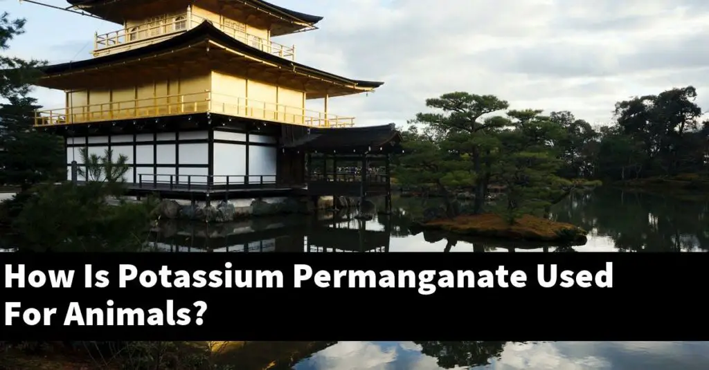 How Is Potassium Permanganate Used For Animals? [2025 Guide] - Gold Koi ...