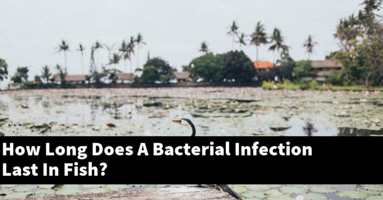 How Long Does A Bacterial Infection Last In Fish? [2026 Guide] - Gold ...