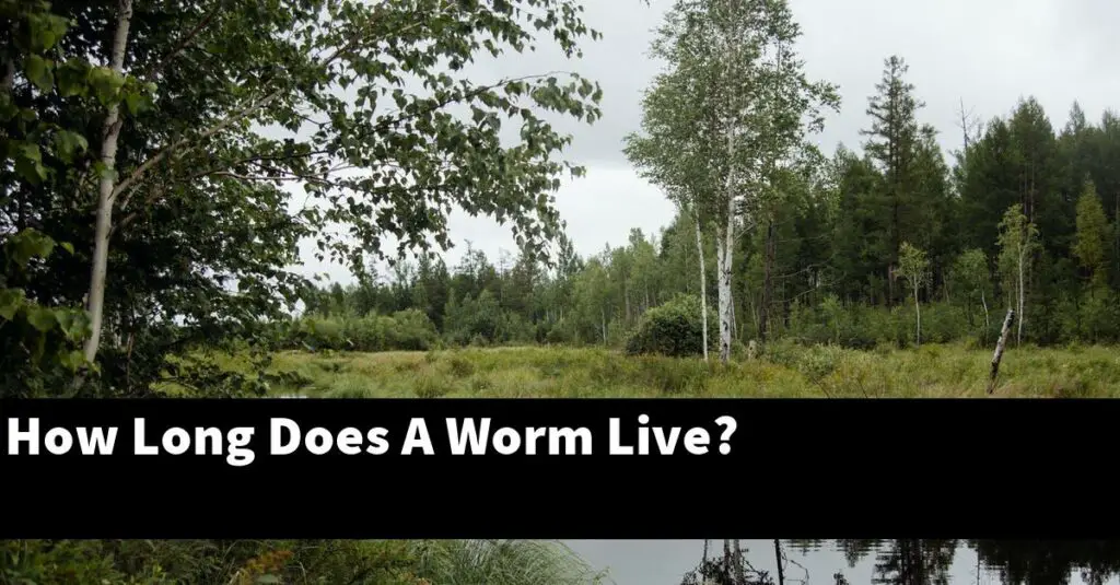 How Long Does A Worm Live? [2025 Guide] - Gold Koi Fish