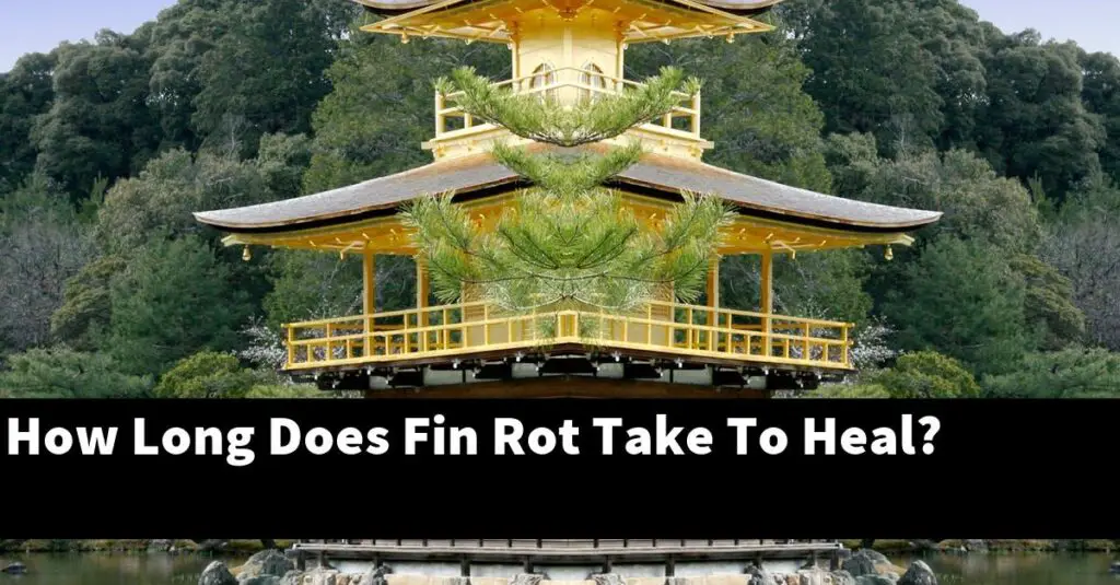 How Long Does Fin Rot Take To Heal? [2025 Guide] - Gold Koi Fish