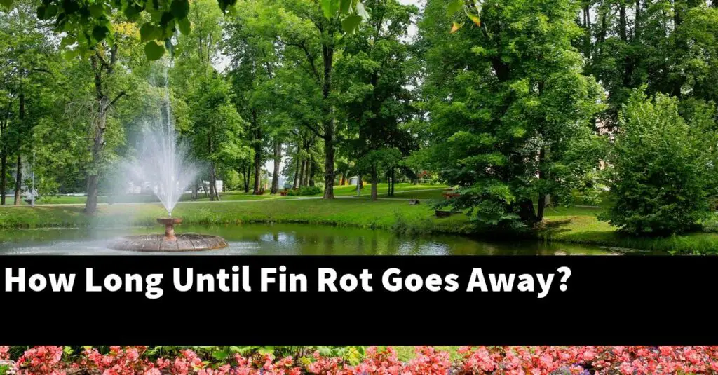 How Long Until Fin Rot Goes Away? [2025 Guide] - Gold Koi Fish