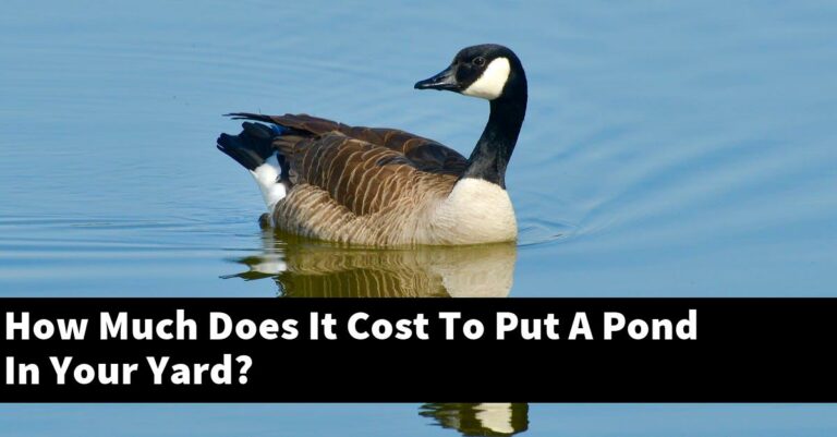How Much Does It Cost To Put A Pond In Your Yard? [2025 Guide] - Gold Koi Fish