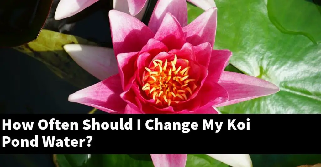 How Often Should I Change My Koi Pond Water? [2025 Guide] - Gold Koi Fish
