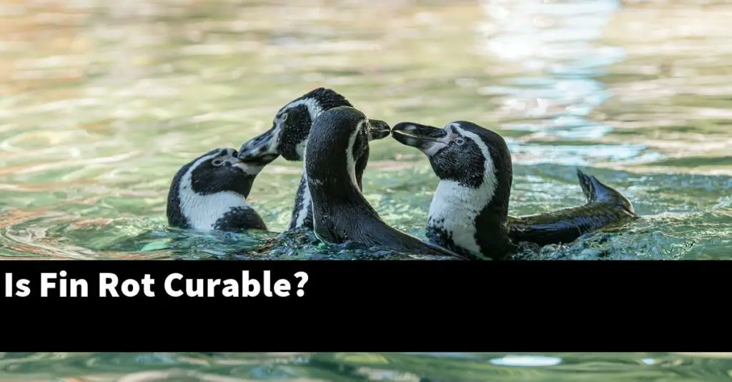 Is Fin Rot Curable? [2025 Guide] - Gold Koi Fish