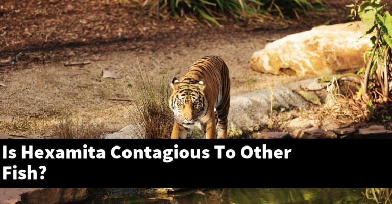 Is Hexamita Contagious To Other Fish? [2026 Guide] - Gold Koi Fish