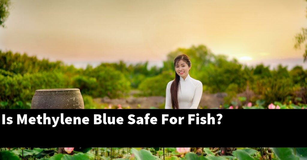 Is Methylene Blue Safe For Fish? [2026 Guide] - Gold Koi Fish