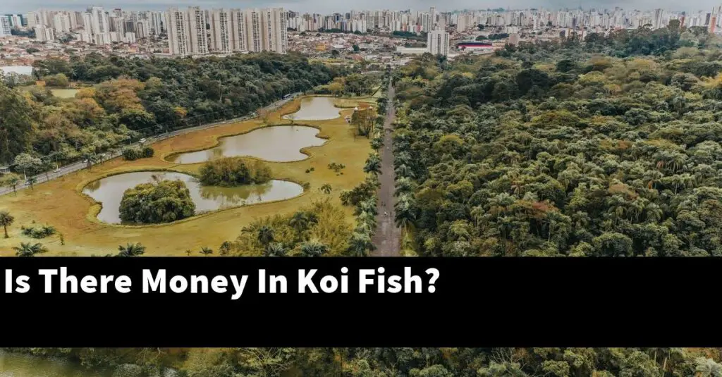 Is There Money In Koi Fish? [2026 Guide] - Gold Koi Fish