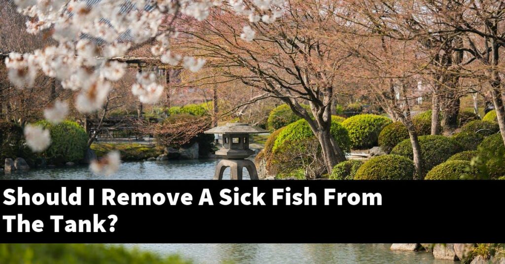 Should I Remove A Sick Fish From The Tank? [2026 Guide] - Gold Koi Fish