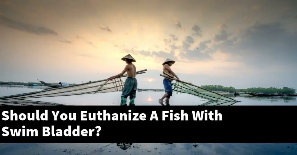 Should You Euthanize A Fish With Swim Bladder? [2025 Guide] - Gold Koi Fish