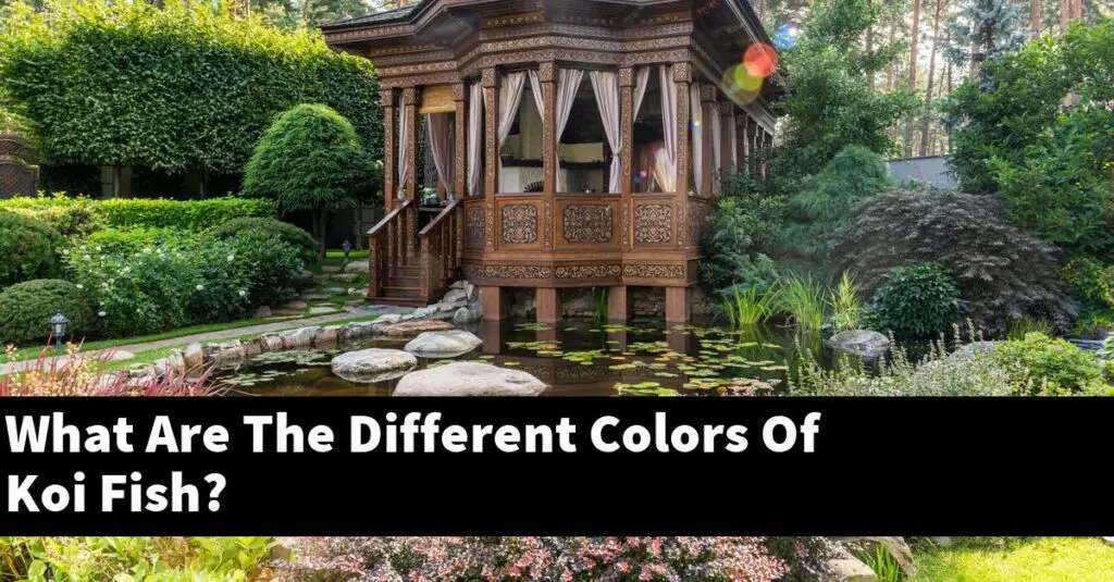 What Are The Different Colors Of Koi Fish? [2026 Guide] - Gold Koi Fish