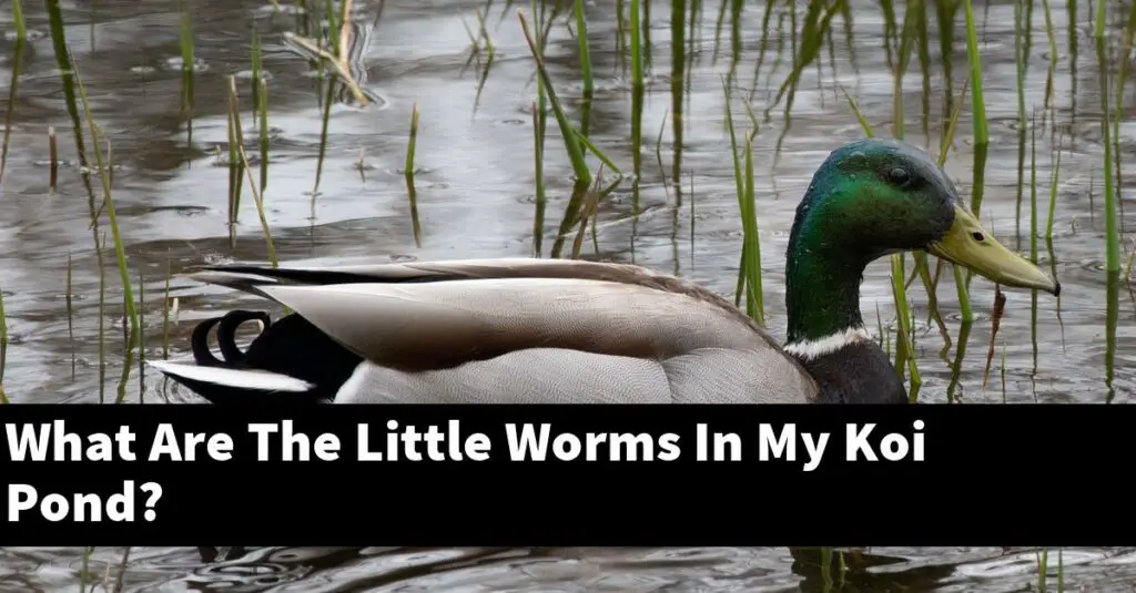 What Are The Little Worms In My Koi Pond? [2026 Guide] - Gold Koi Fish