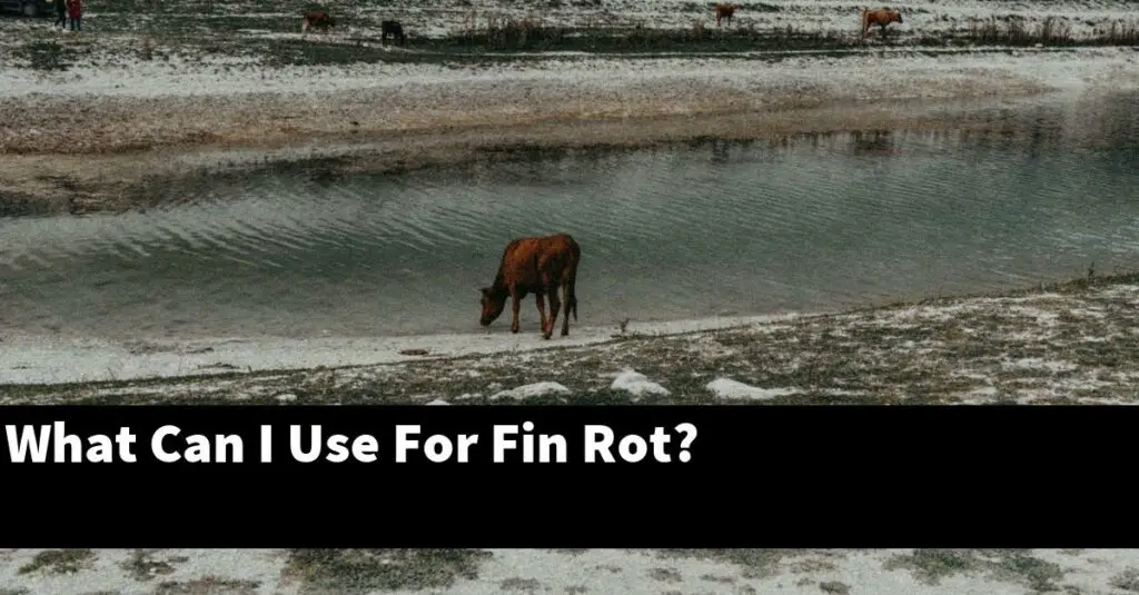 What Can I Use For Fin Rot? [2025 Guide] - Gold Koi Fish