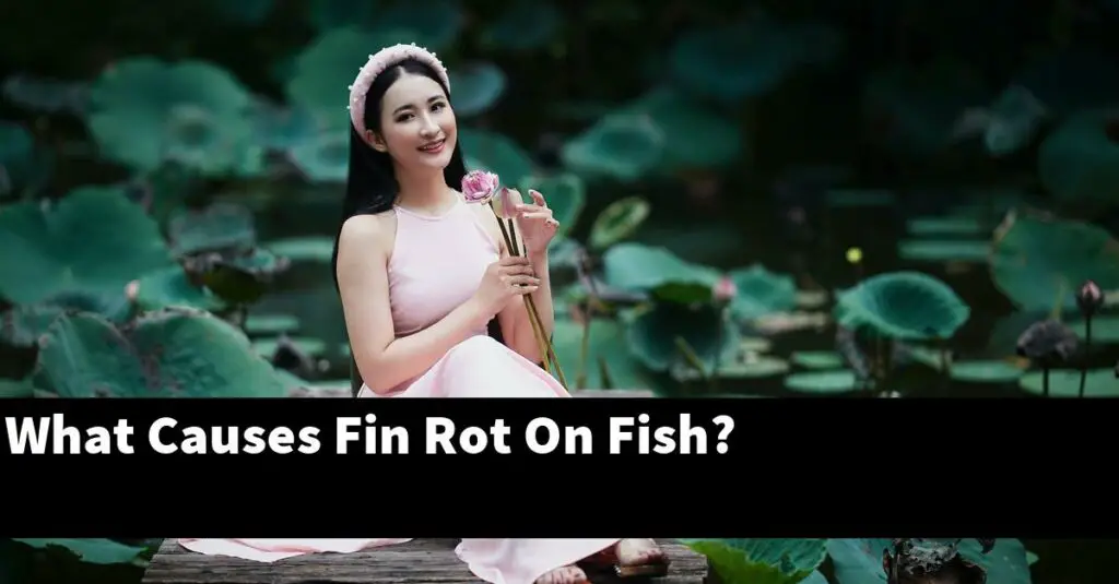 What Causes Fin Rot On Fish? [2025 Guide] - Gold Koi Fish