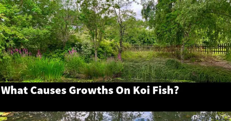 What Causes Growths On Koi Fish? [2025 Guide] - Gold Koi Fish