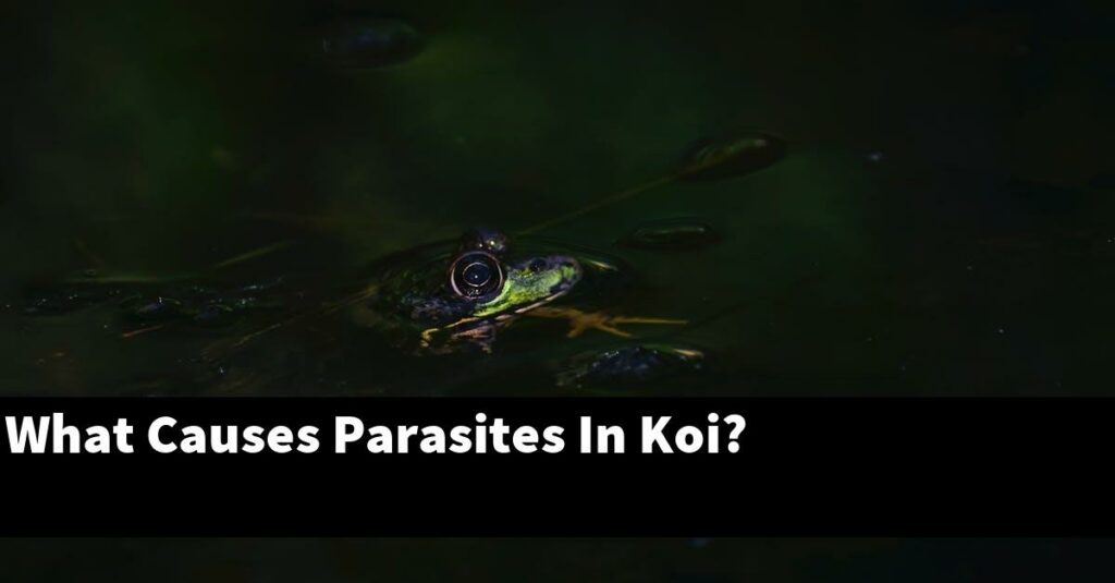 What Causes Parasites In Koi? [2025 Guide] - Gold Koi Fish