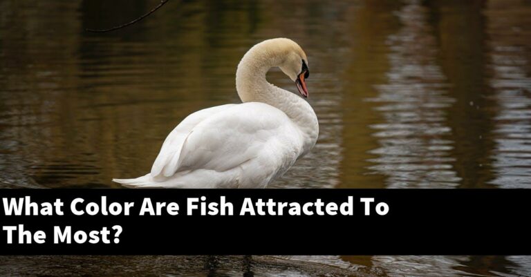 What Color Are Fish Attracted To The Most? [2025 Guide] - Gold Koi Fish