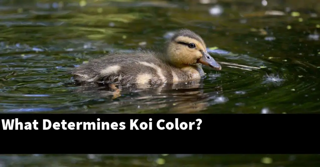 What Determines Koi Color? [2025 Guide] - Gold Koi Fish
