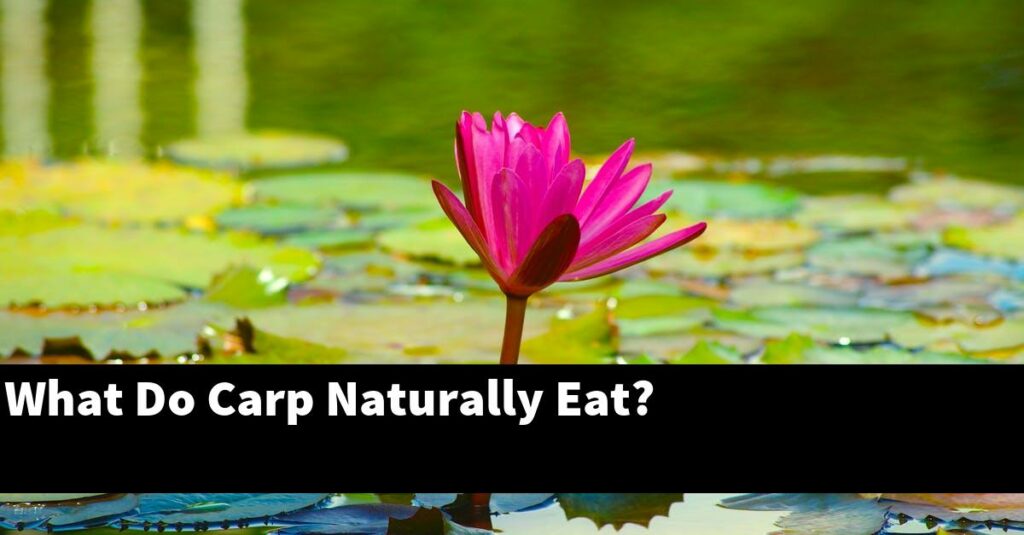 What Do Carp Naturally Eat? [2026 Guide] - Gold Koi Fish