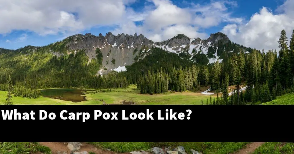 What Do Carp Pox Look Like? [2025 Guide] - Gold Koi Fish